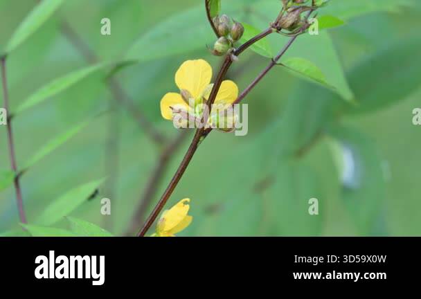 Senna occidentalis plant flower. Its common names septicweed, coffee ...