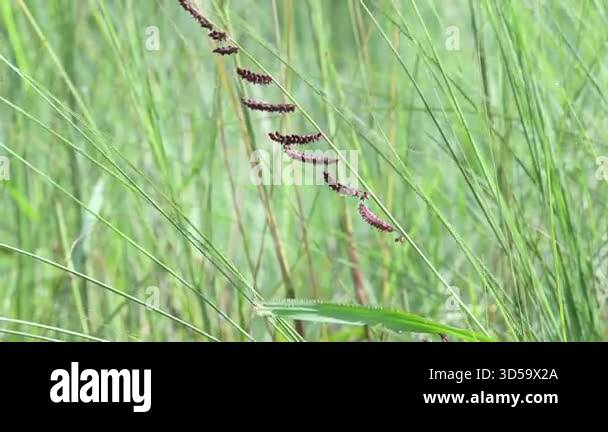 Echinochloa colona grass. Its common namejungle rice,wild rice,deccan ...