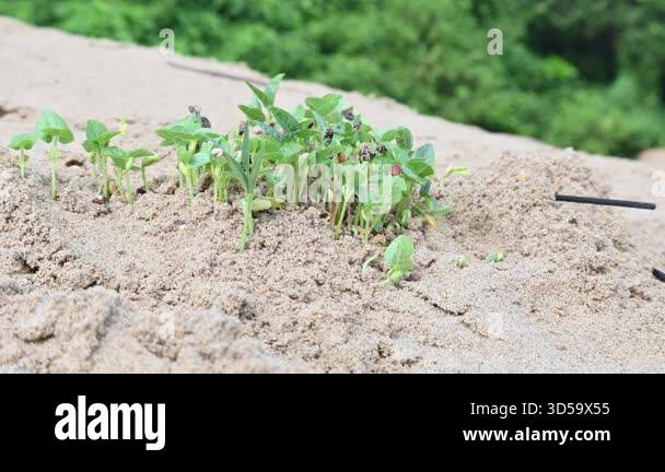 Macrotyloma uniflorum plants. Its common nameshorse gram,kulthi bean ...