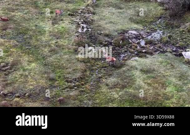 Red deer stag approaching two young bucks in his territoryduring the ...