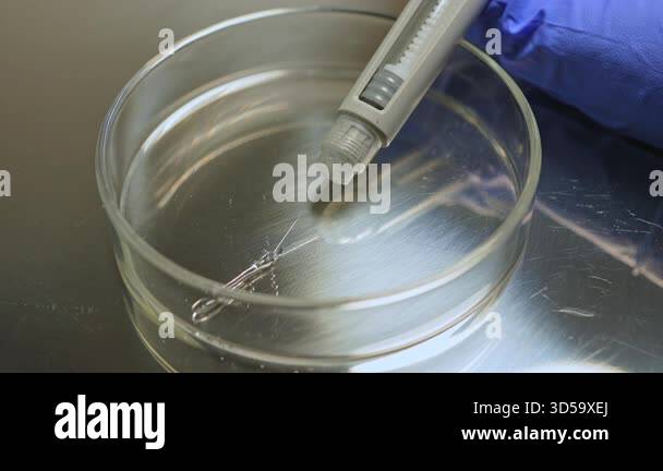 Semaglutide medication pen injector. GLP-1 drug to treat type 2 ...