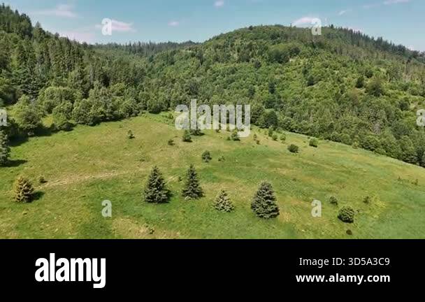 Wide aerial view of a steep grassy slope leading to a dense Carpathian ...
