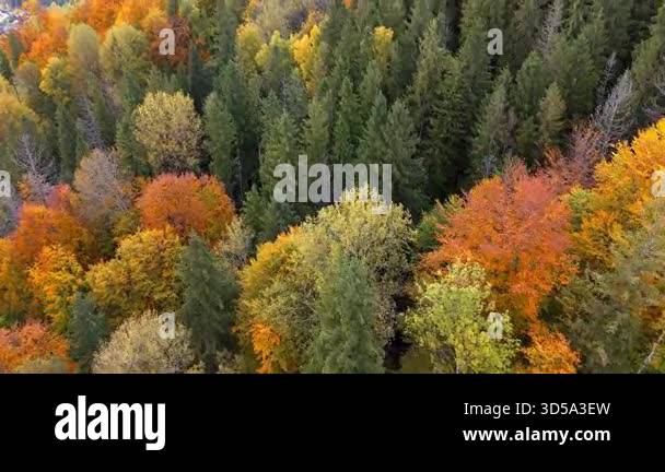 Top-down aerial view of a dense mixed forest showing colorful autumn ...