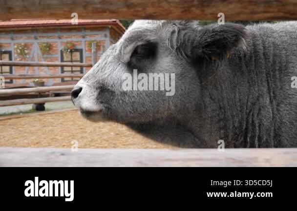 Cow standing calm on Stock Videos & Footage - HD and 4K Video Clips - Alamy