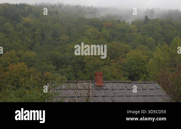 Soft rain falls over a lush forest with trees in shades of green and ...
