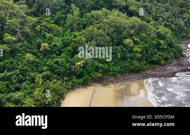 Drone glides above dense rainforest canopy and sandy coastline ...