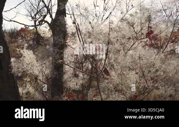 Panoramic shot moving from left to right showing fluffy white wild ...