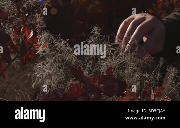 A close-up shot of a hand gently touching dry wild plants with thin ...