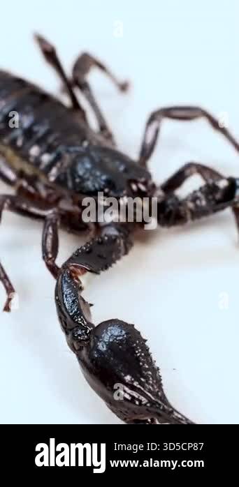 A scorpion moves across a white surface, highlighting its detailed ...
