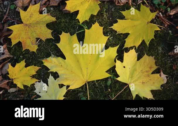 Yellow maple leaves various sizes Stock Videos & Footage - HD and 4K ...
