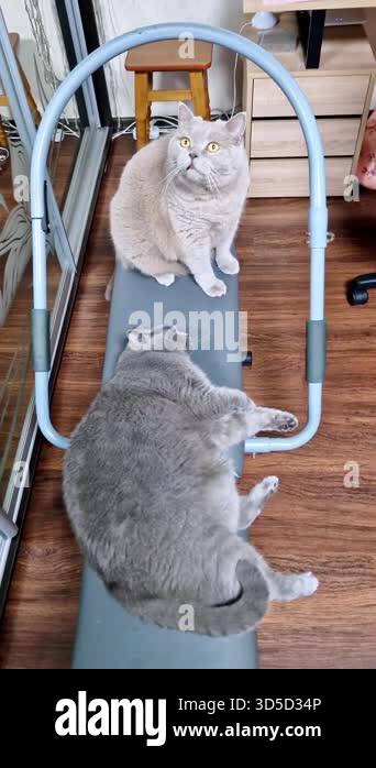 Vertical, High-angle view of a large grey cat lying on its back and a ...