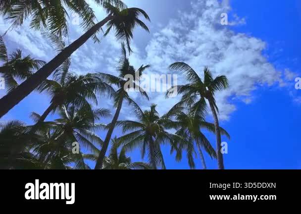 Tall palm trees against blue sky Stock Video Footage - Alamy
