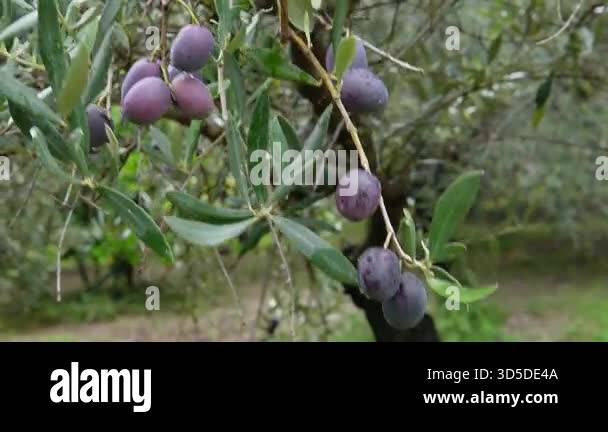 Black and purple olives. Close-up of an olive branch with ripe black ...
