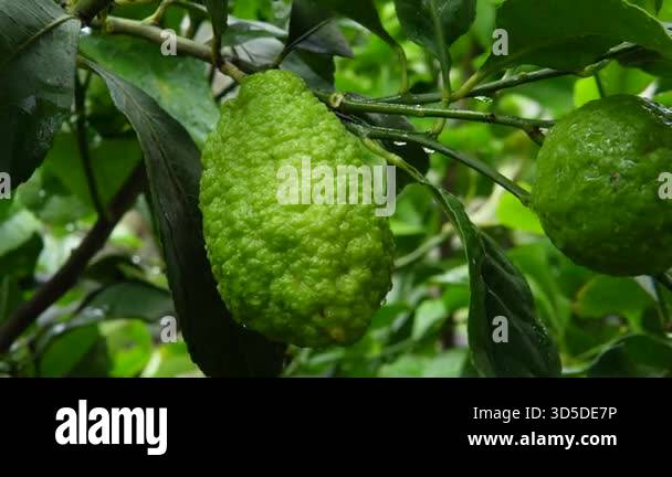 A close-up of a ripe, wrinkled cedar lemon.The lemon hangs from a tree ...