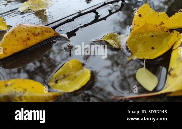 Water gathers in puddles on a wooden surface as yellow leaves rest on ...