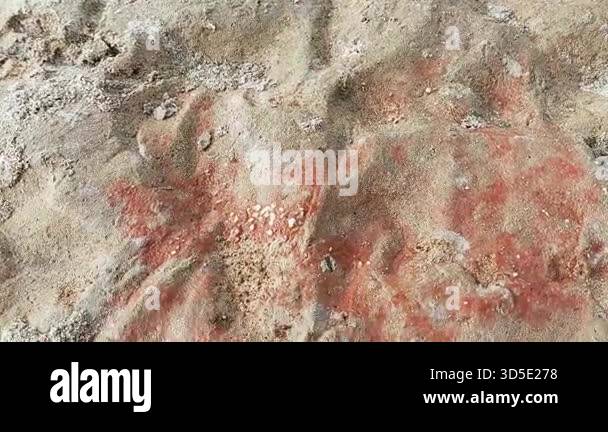Vibrant red algae covering wet exposed riverbed after water receded ...