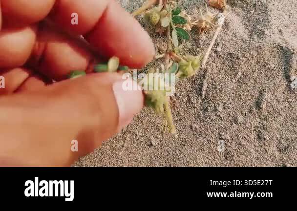 Puncturevine seed pod Stock Videos & Footage - HD and 4K Video Clips ...