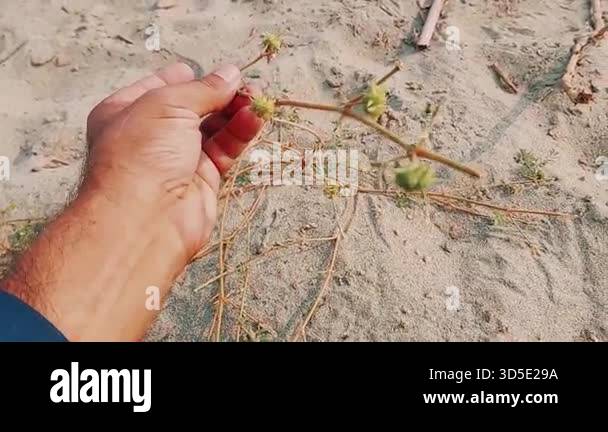 Dried puncturevine seed Stock Videos & Footage - HD and 4K Video Clips ...