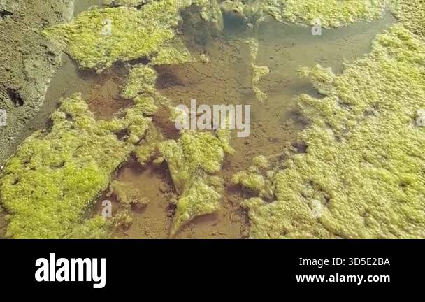 Filamentous algae macro algal Stock Videos & Footage - HD and 4K Video ...