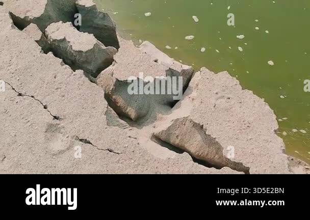 Resilient green plant growing beside murky blue green river water Stock ...