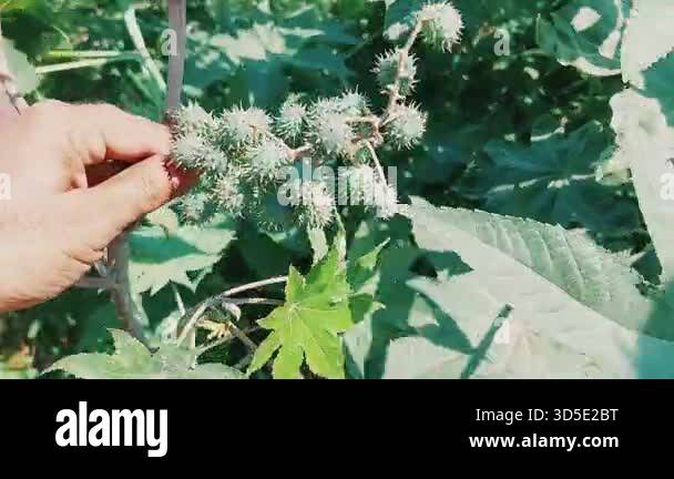 Close Up View Of Castor Oil Plant Green Seed Pods Stock Video Footage ...