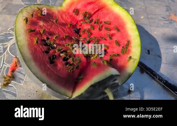 Shiny fruit Stock Videos & Footage - HD and 4K Video Clips - Alamy