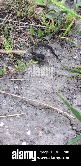 quiet snake among dried grass, hidden viper moves smoothly through ...