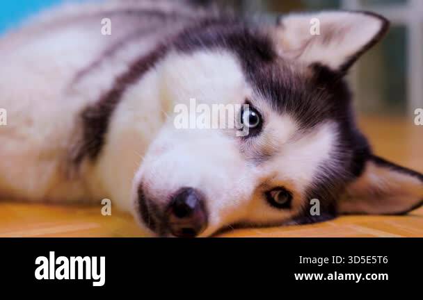 Adorable siberian husky with beautiful blue and brown eyes relaxing on ...