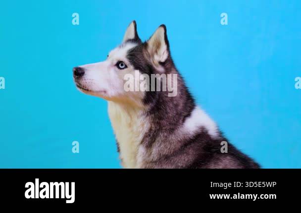 Adorable siberian husky dog looking curiously around with its stunning ...