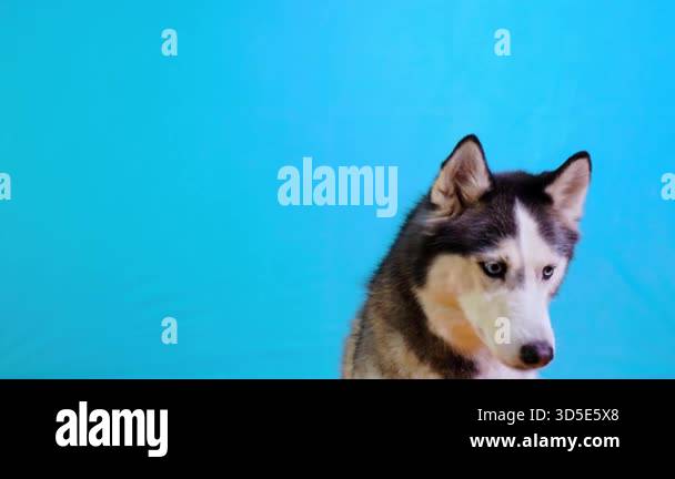 Curious siberian husky dog with beautiful blue eyes looking around ...
