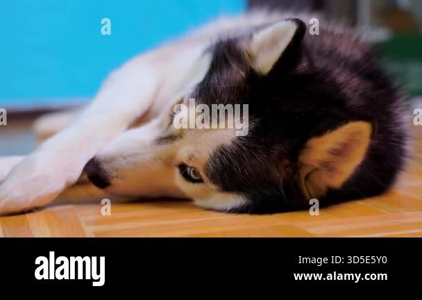 Beautiful siberian husky dog with stunning blue eyes resting on a ...