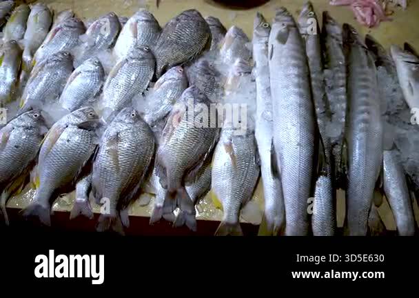 Rows of silver fish are laid out on ice, with long, slender grey fish ...