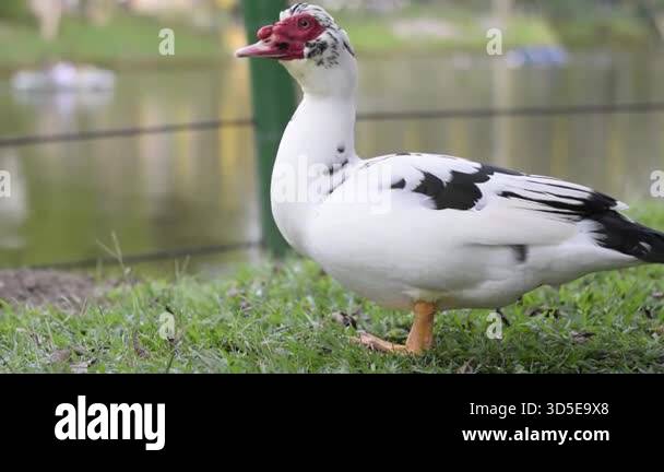 Beautiful white duck standing on the grass by the lake, still, looking ...