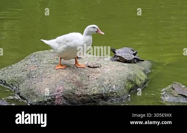 Duck pond turtles Stock Videos & Footage - HD and 4K Video Clips - Alamy