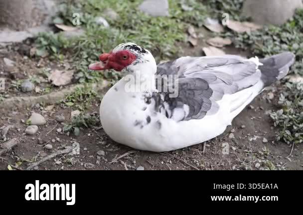 Red face wattles Stock Videos & Footage - HD and 4K Video Clips - Alamy