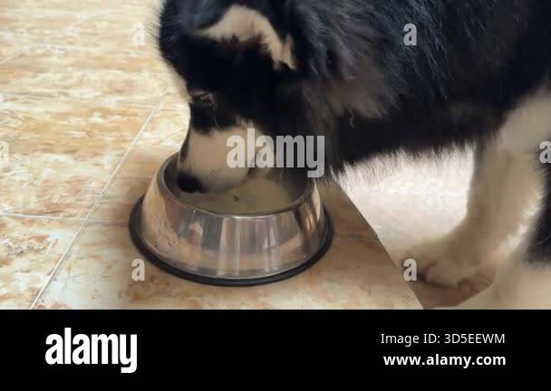 4K footage video of alaskan malamute dog drinking a milk on its food ...