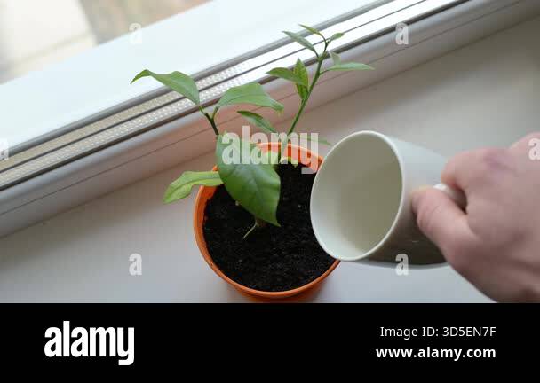 Watering a small lemon tree in a pot with water poured. A hand pouring ...