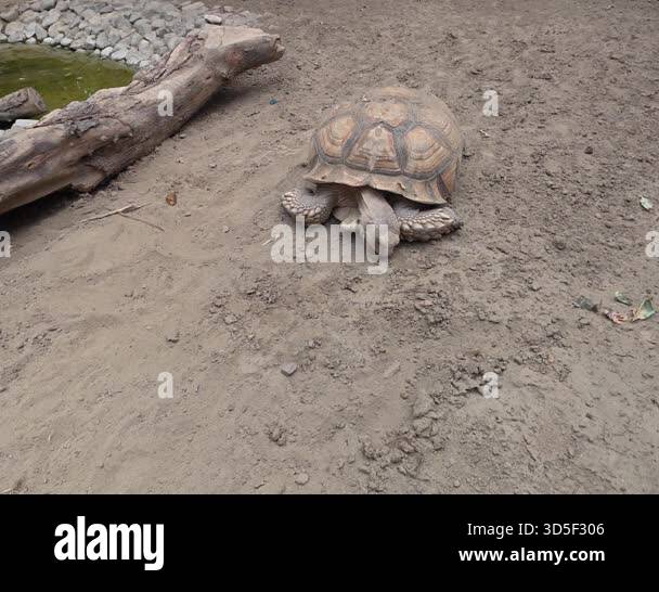 sand enclosure for giant tortoises. High quality FullHD footage Stock ...