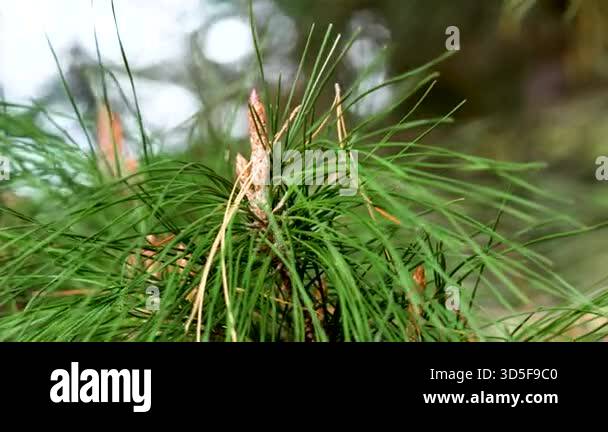 Young pine cone sprout or developing inflorescence on coniferous tree ...