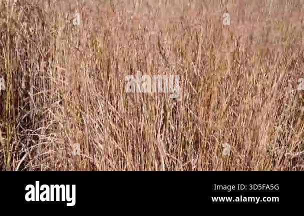 Field with dry grass plant in countryside. Autumn or fall natural field ...