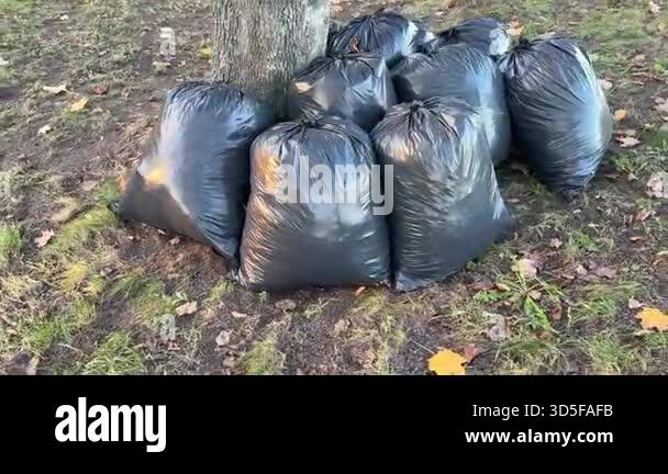 Black garbage bags filled with raked leaves that fell from trees in the ...