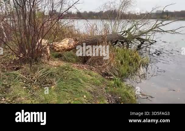 Beaver cut tree stump Stock Videos & Footage - HD and 4K Video Clips ...
