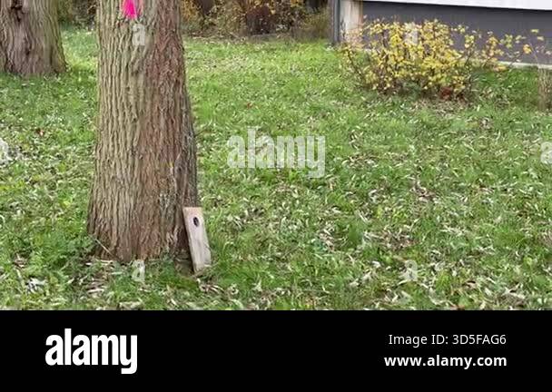 Damaged bird feeder under a tree, bird feeding in the city, destroyed ...