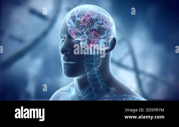Human brain research wireframe Stock Videos & Footage - HD and 4K Video ...
