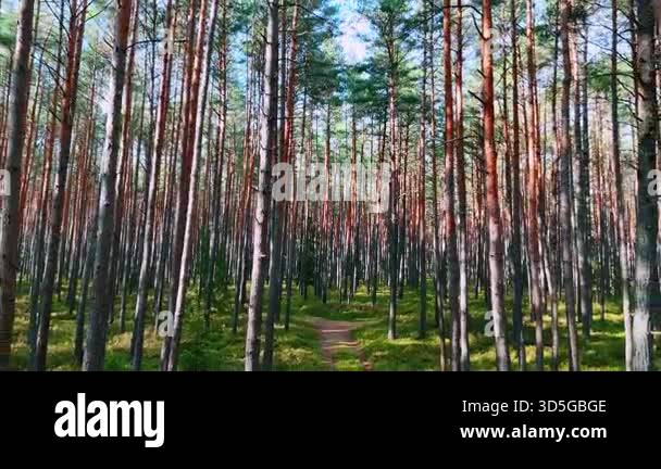 Sunny forest path between tall pines. Tree shadows falling on a bright ...