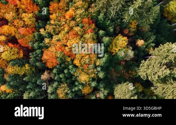 Straight forest path lined Stock Videos & Footage - HD and 4K Video ...