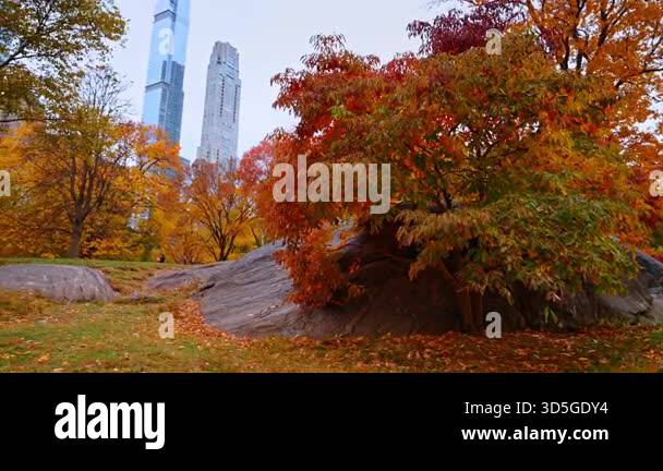 Red and orange foliage of the trees in the beautiful park. Skyscrapers ...