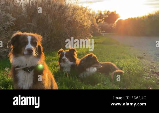 three border collies lying on grass in a natural setting during golden ...