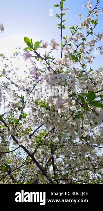 blooming cherry tree on blue sky background at sunny spring day, low ...