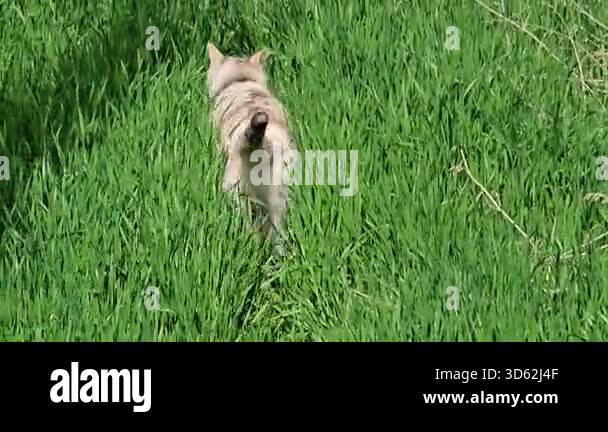 Tall cat small cat Stock Videos & Footage - HD and 4K Video Clips - Alamy